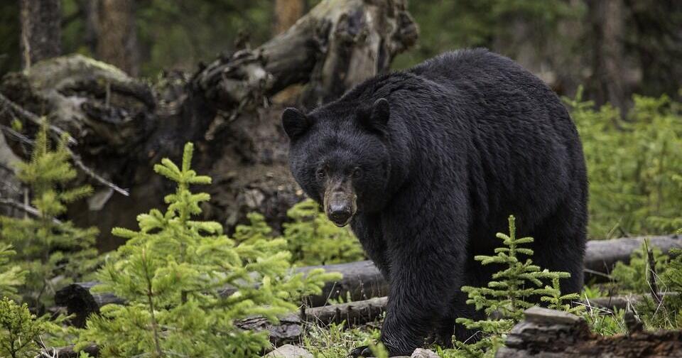 UPDATE: Black bear showed 'sustained series of aggressive behavior' in ...