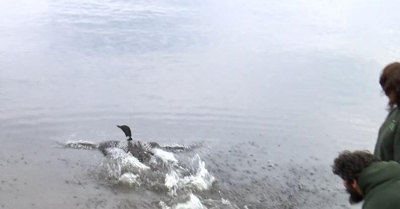 Two loons released following last week's Loon Fallout across the region ...