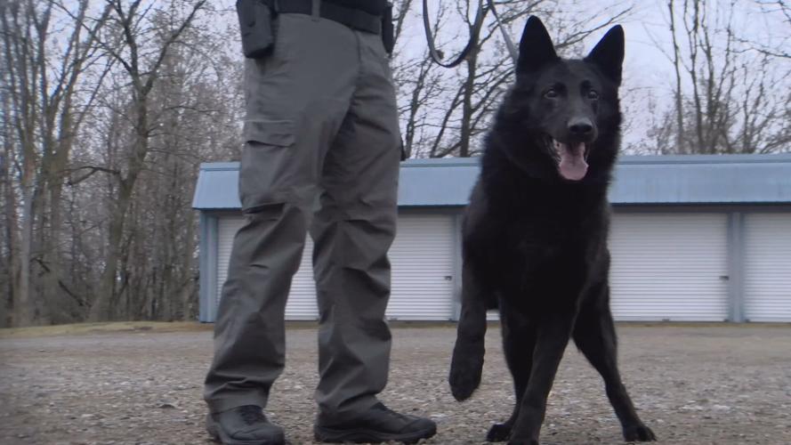 Rhinelander Police K-9 Odin retiring after eight years of dedicated ...