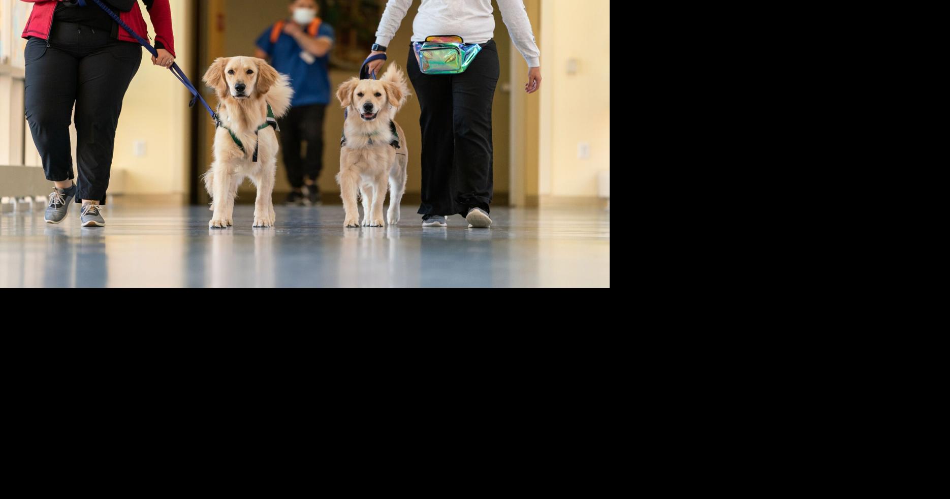 American Family Children's Hospital launches Caring Canines program ...