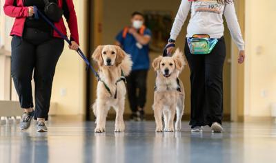 American Family Children's Hospital launches Caring Canines program ...