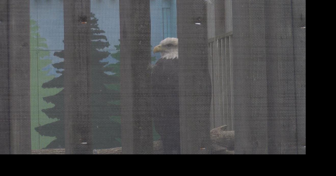 DNR donates 4,000 pounds of salmon to rescue facility | Local News ...