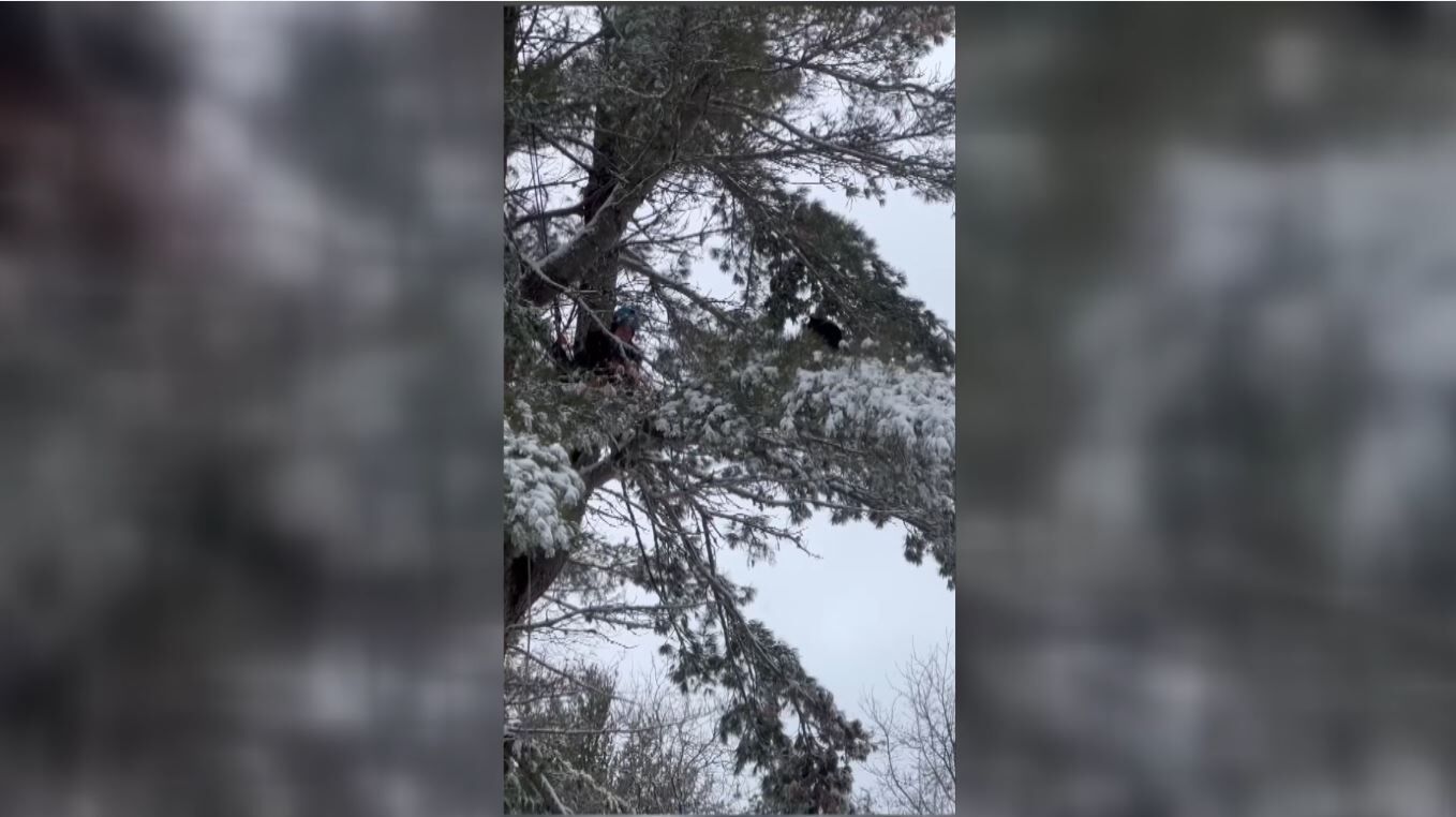 CAT RESCUE: Eagle River family reunited with missing cat found 40 feet ...