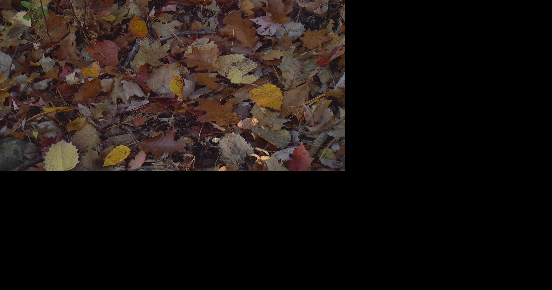 Changing weather conditions delays fall color change | News | wjfw.com