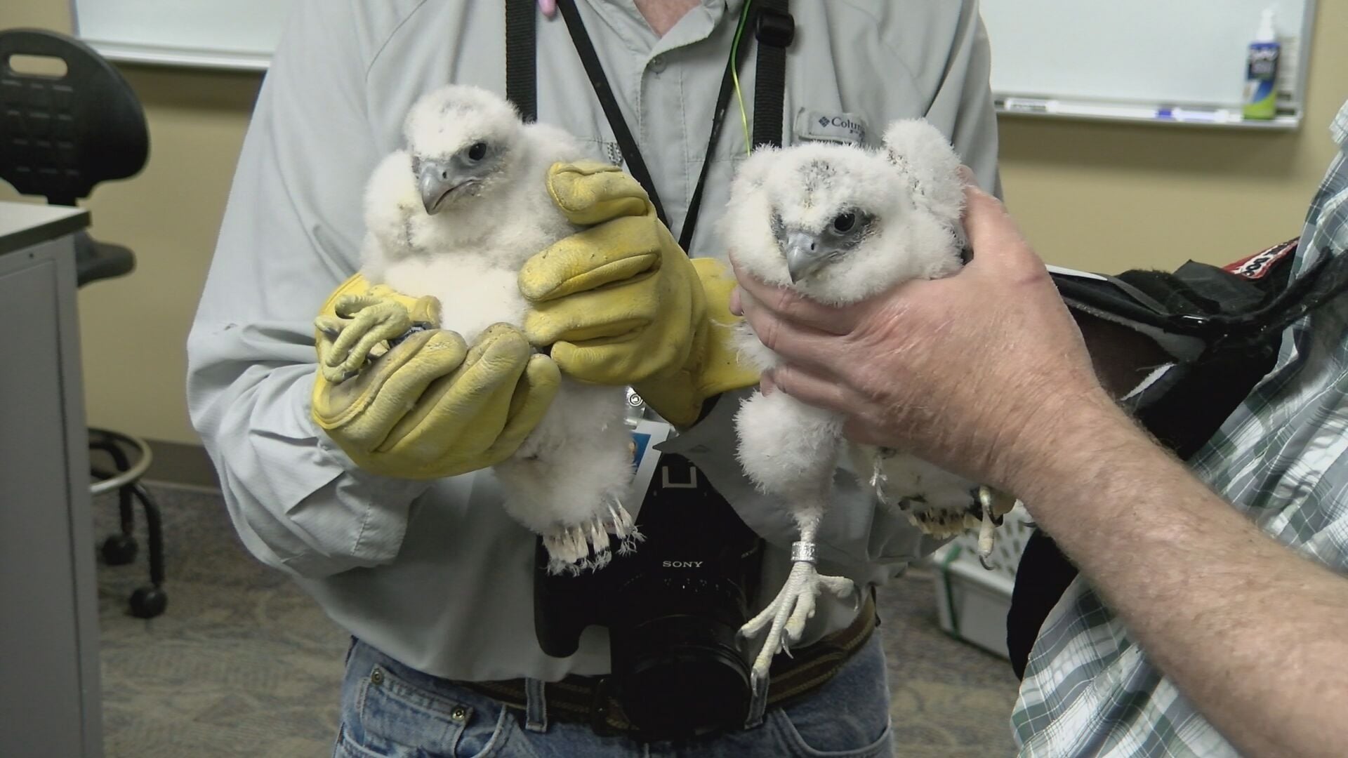 WPS Peregrine Falcon chicks tagged with solar-powered GPS for research ...