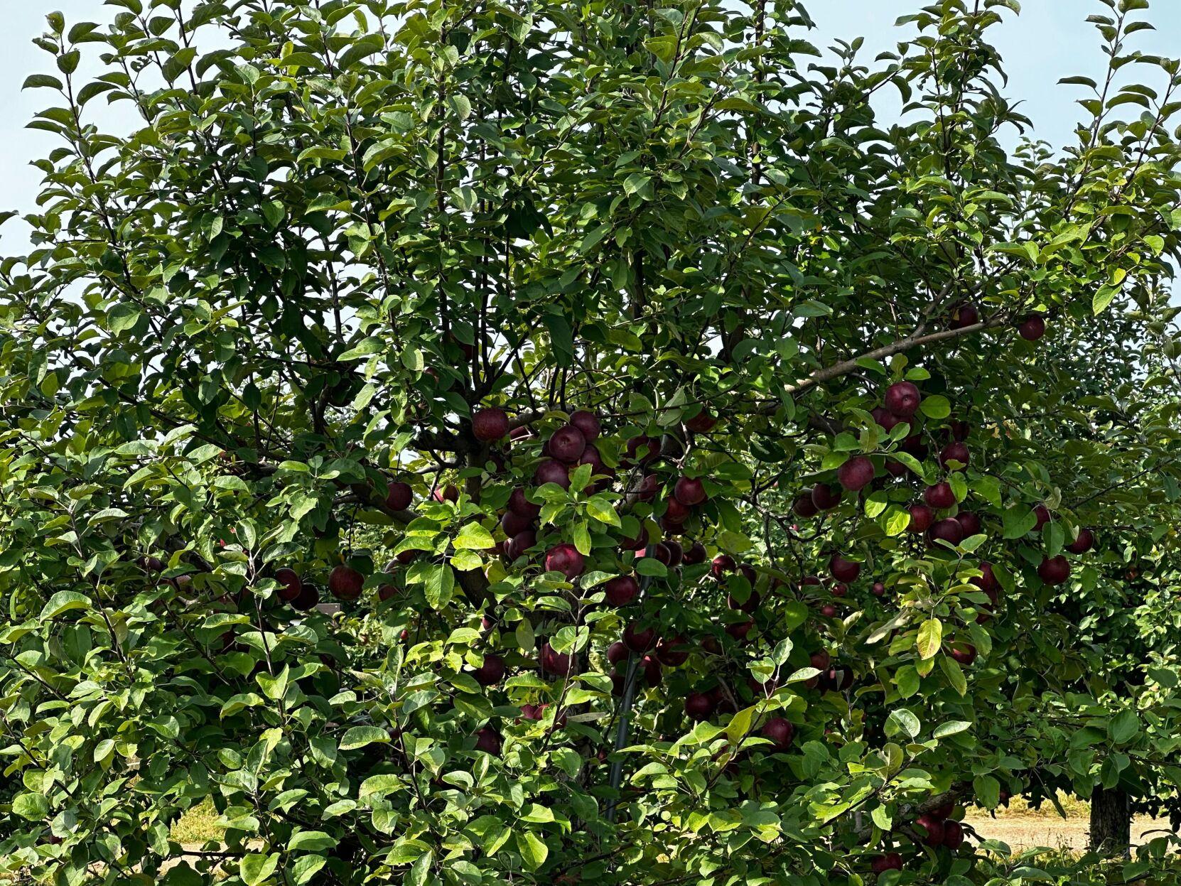 Helene's Hilltop Orchard kicks off fall apple harvest | News | wjfw.com
