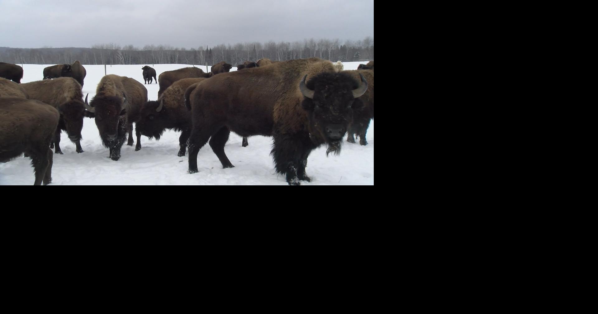 Potawatomi Farm receives more 40 bison from national parks | Local News ...