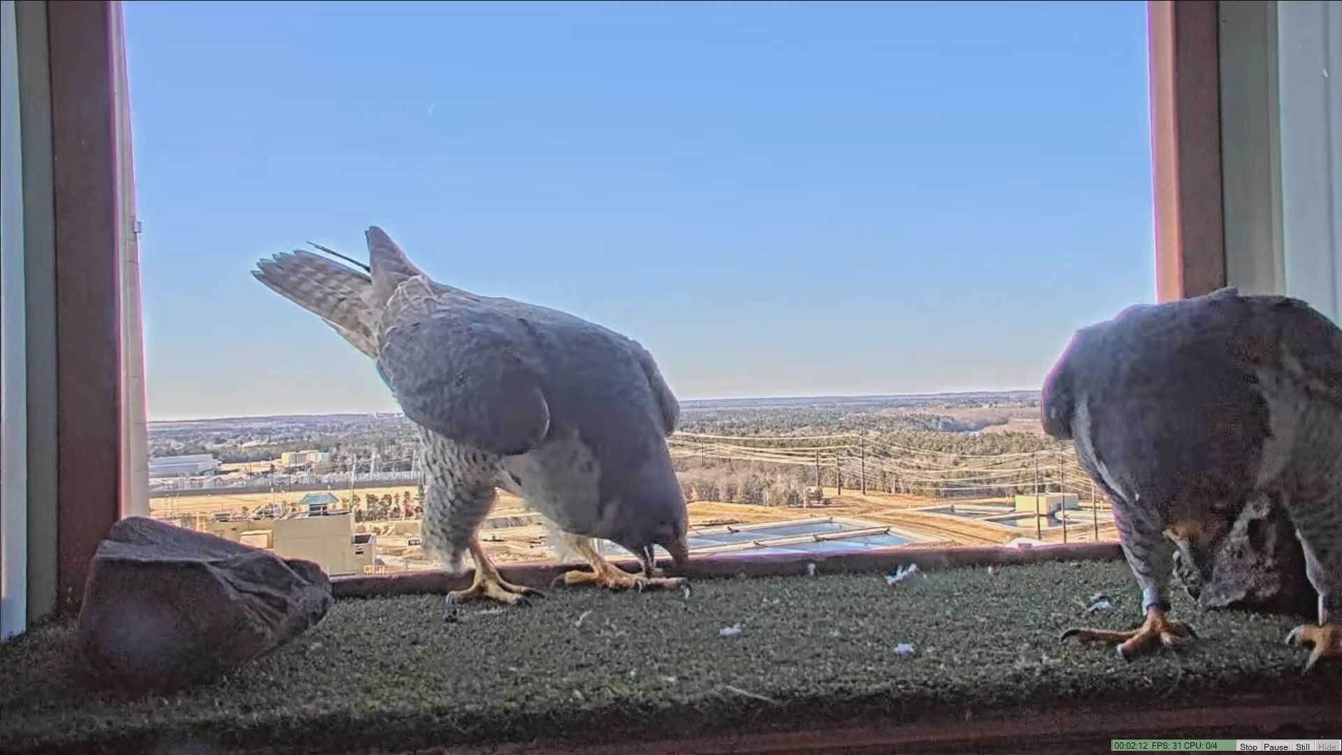 Peregrine falcons thriving again in Wisconsin thanks to recovery ...