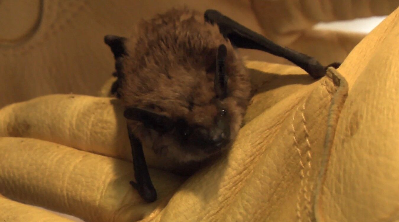 Local health department offers tips on bat exposure and rabies | News ...