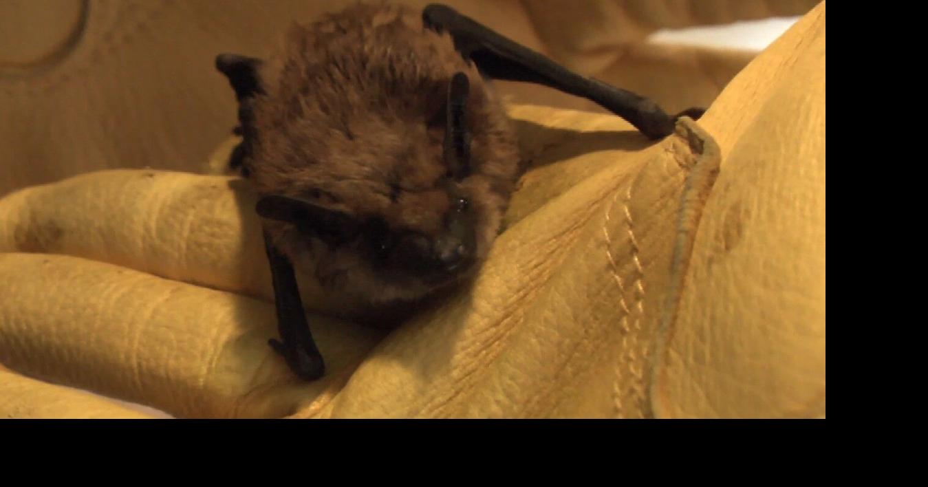 Local health department offers tips on bat exposure and rabies | News ...