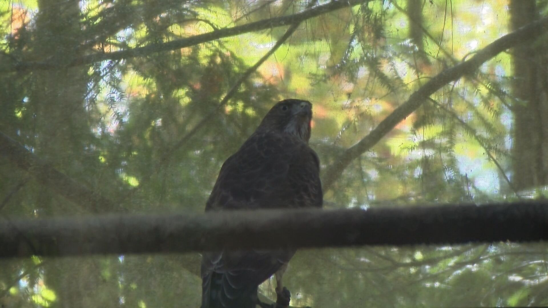 Helping birds be safe during migration season | Local News | wjfw.com