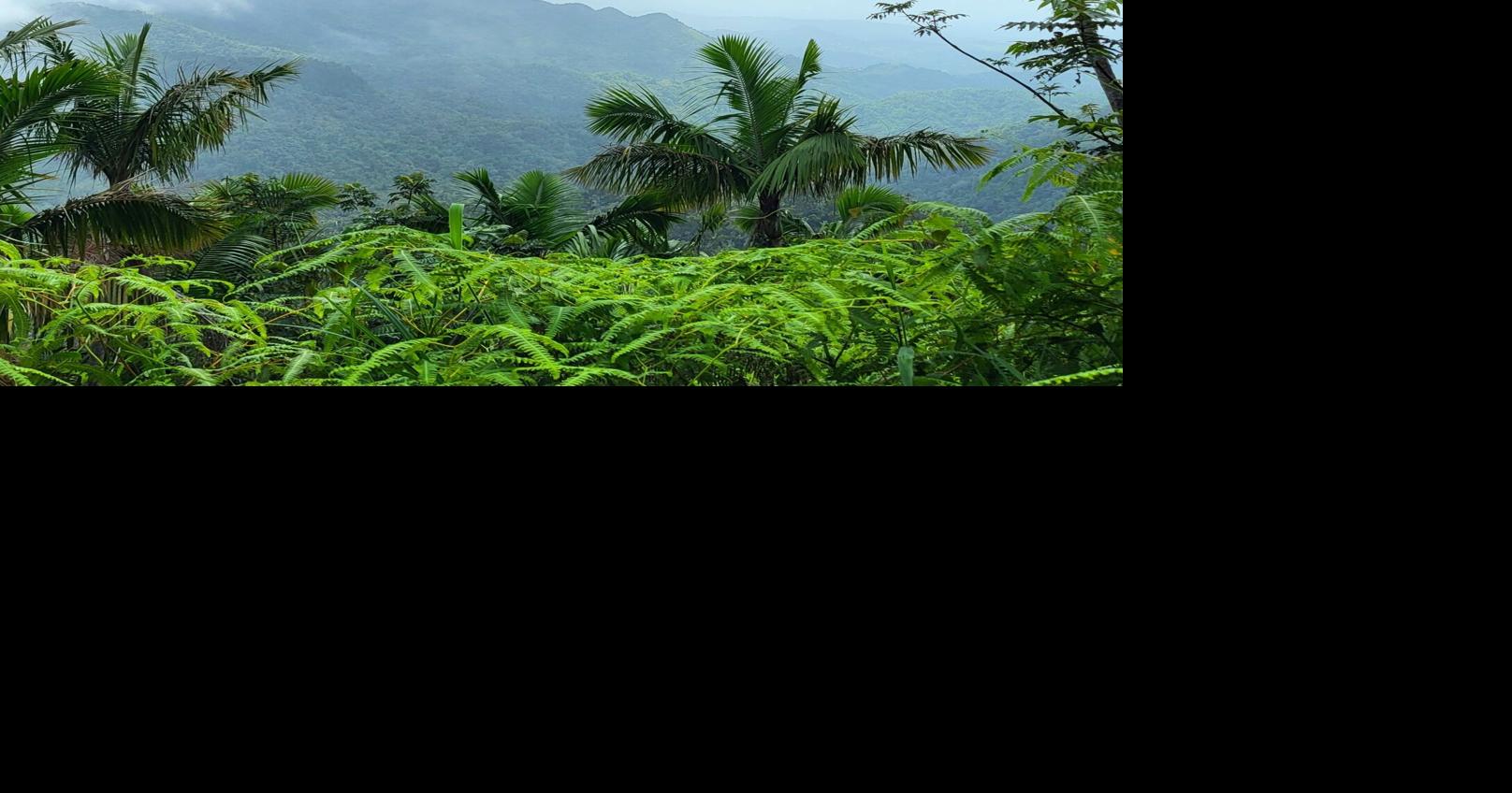 USDA NRCS opens applications Puerto Rico forest management | Top ...