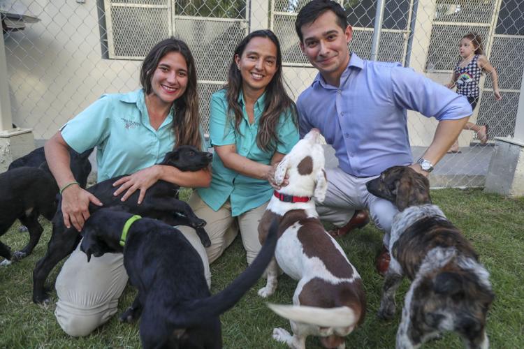 Bahía Beach Resort & Golf Club Opens Modern Dog Shelter | Lifestyle ...
