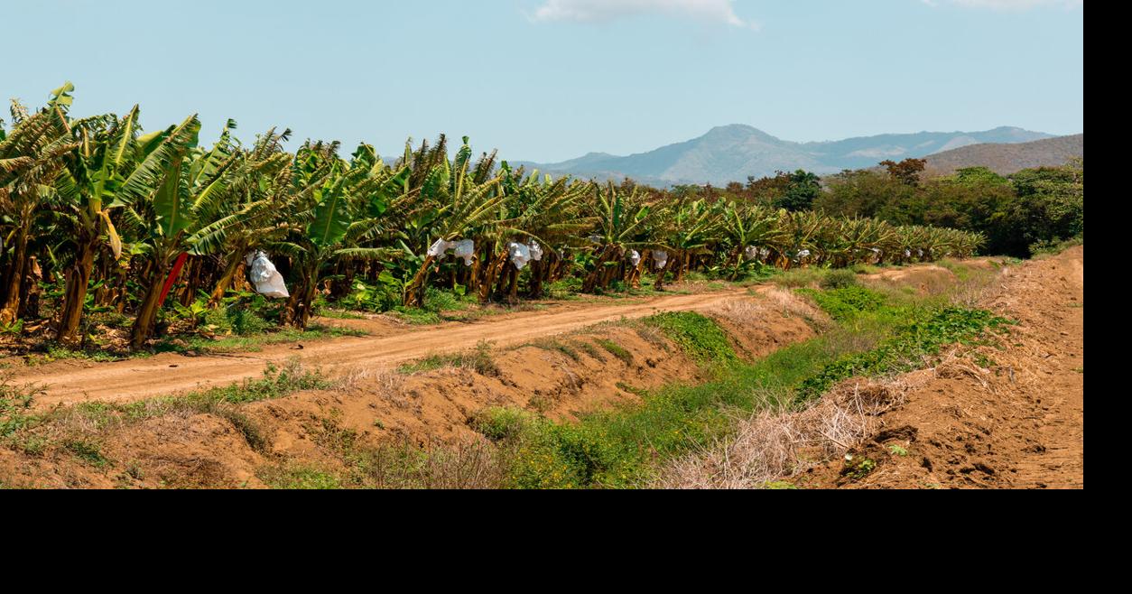 USDA Rural Development awards $661K to 4 farmers Puerto Rico | Top ...