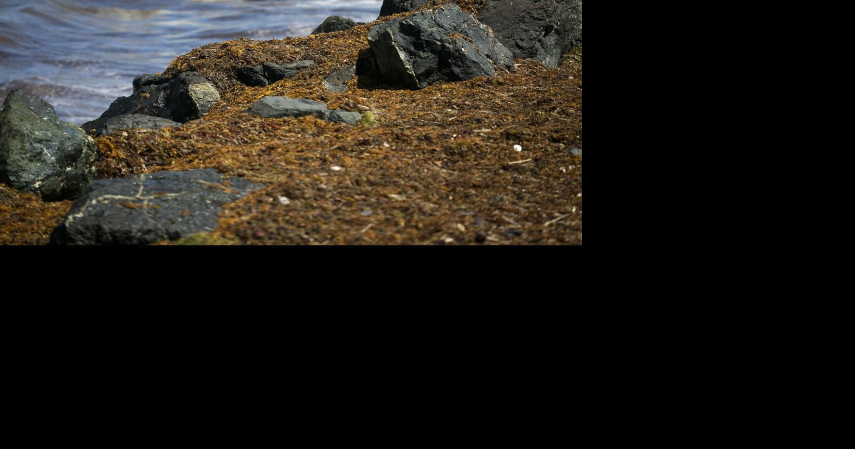 Tourism Under Threat as Sargassum Arrives Early | Top Stories ...