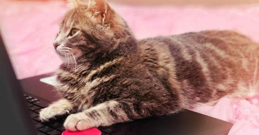 A cat mistakenly sent her owner's resignation letter | Online Features ...