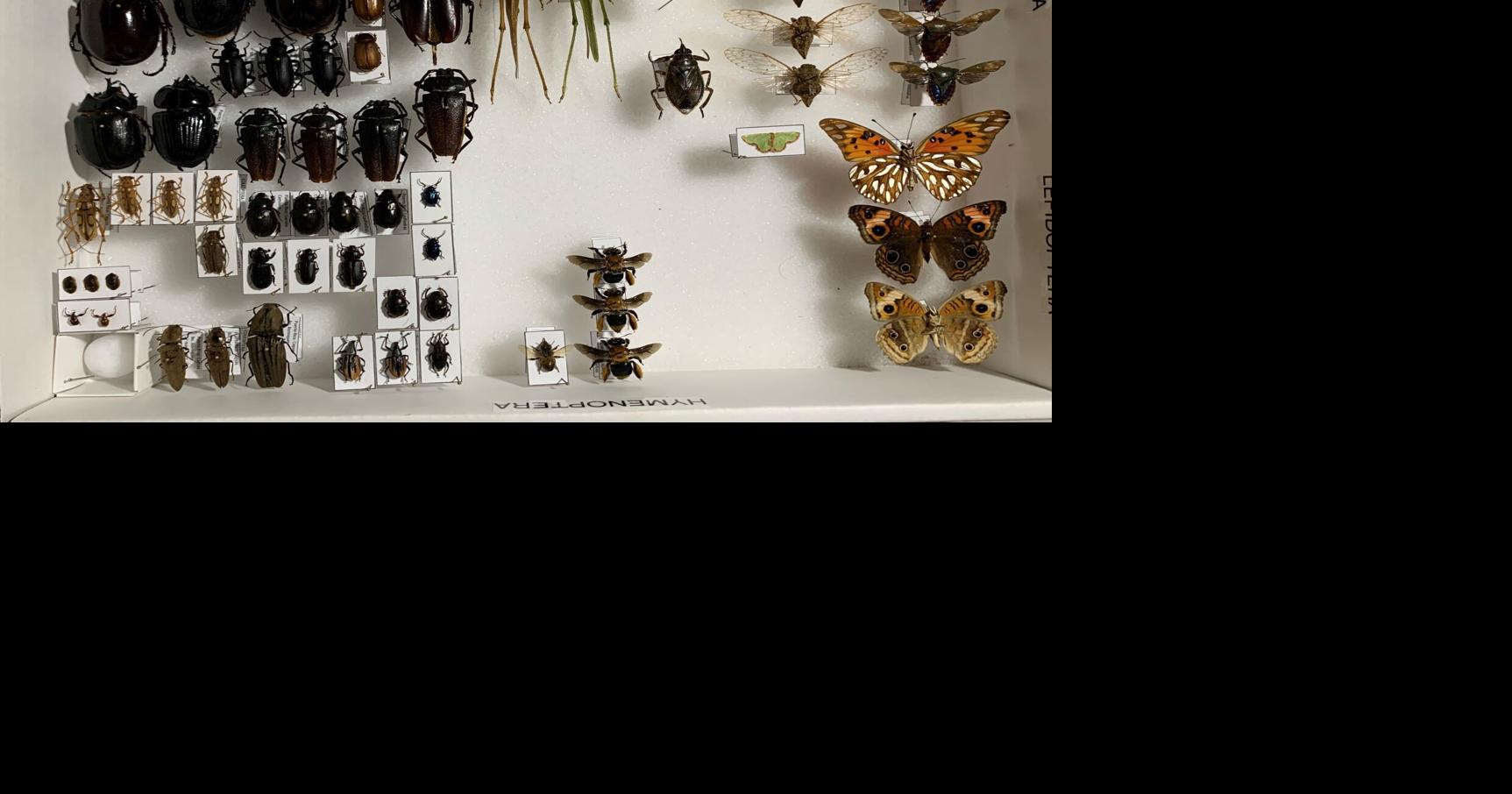 Bug Camp Exposes Students to Different Career Opportunities | Business ...