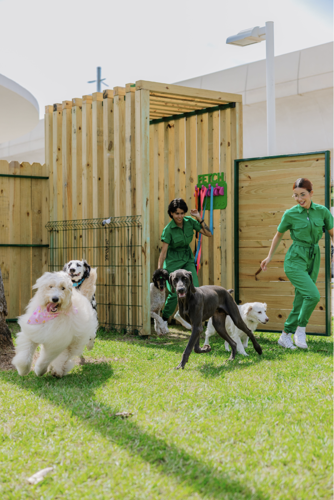 Fetch pet playground opens in San Juan | Lifestyle | wjournalpr.com