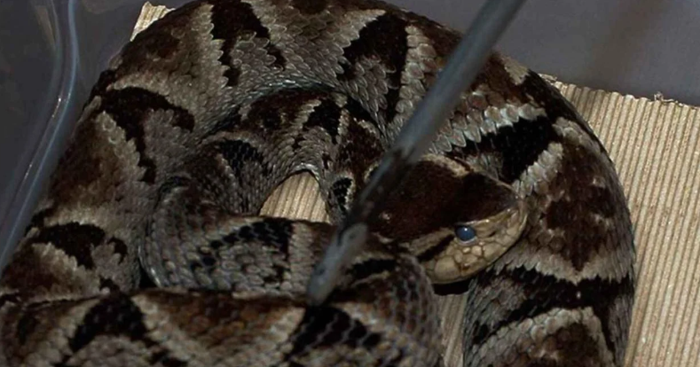 Venomous snake raises alarm in Cali, Colombia | Online Features ...