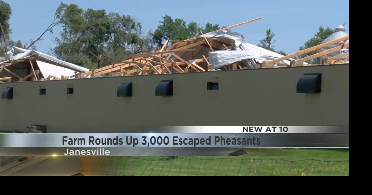 Janesville farm recovers thousands of pheasants that got loose after tornado | Video | wkow.com