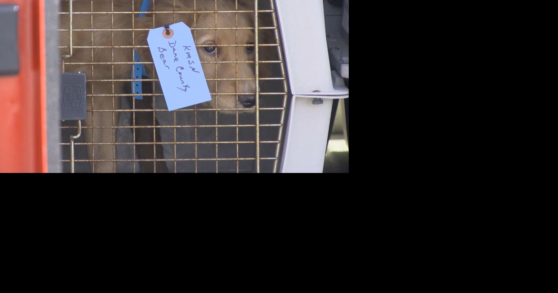 Dogs flown from overcrowded shelter in Texas to Dane County Humane Society | News | wkow.com