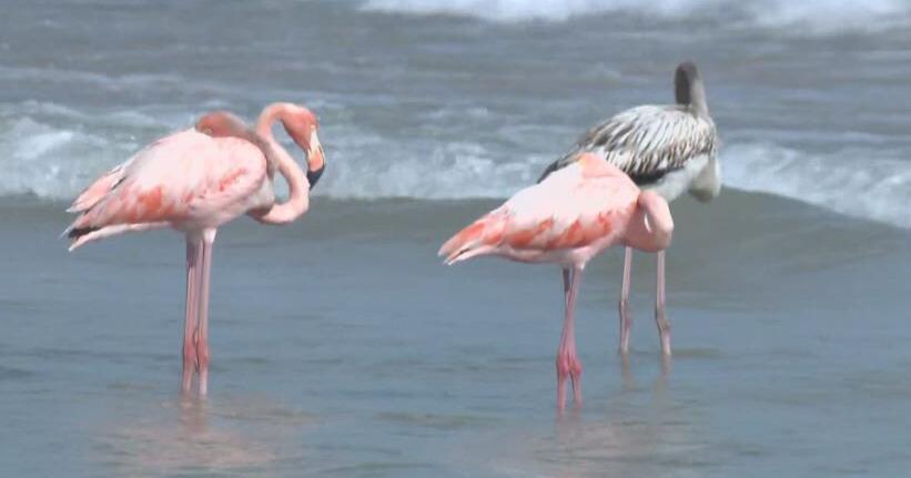 Rare flamingos sighted in Wisconsin | News | wkow.com