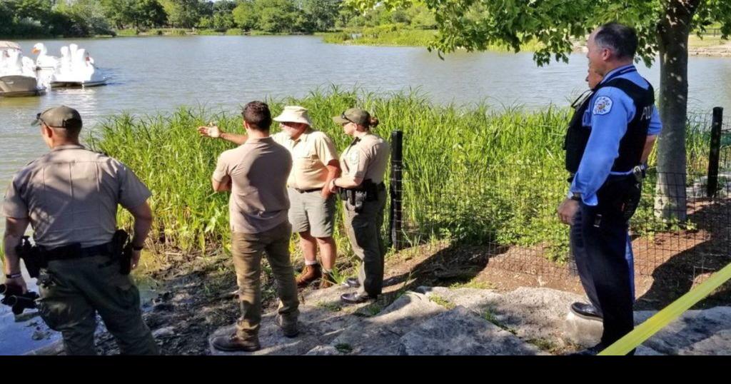 Chicago alligator nicknamed ‘Chance the Snapper’ evades capture, draws ...