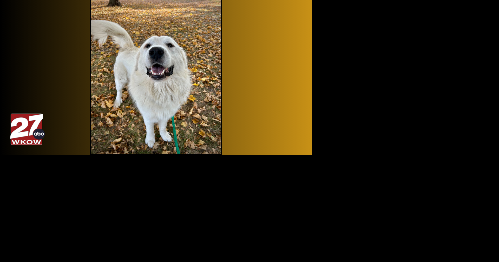 Pet of the Week: Meet Fritz! | News | wkow.com