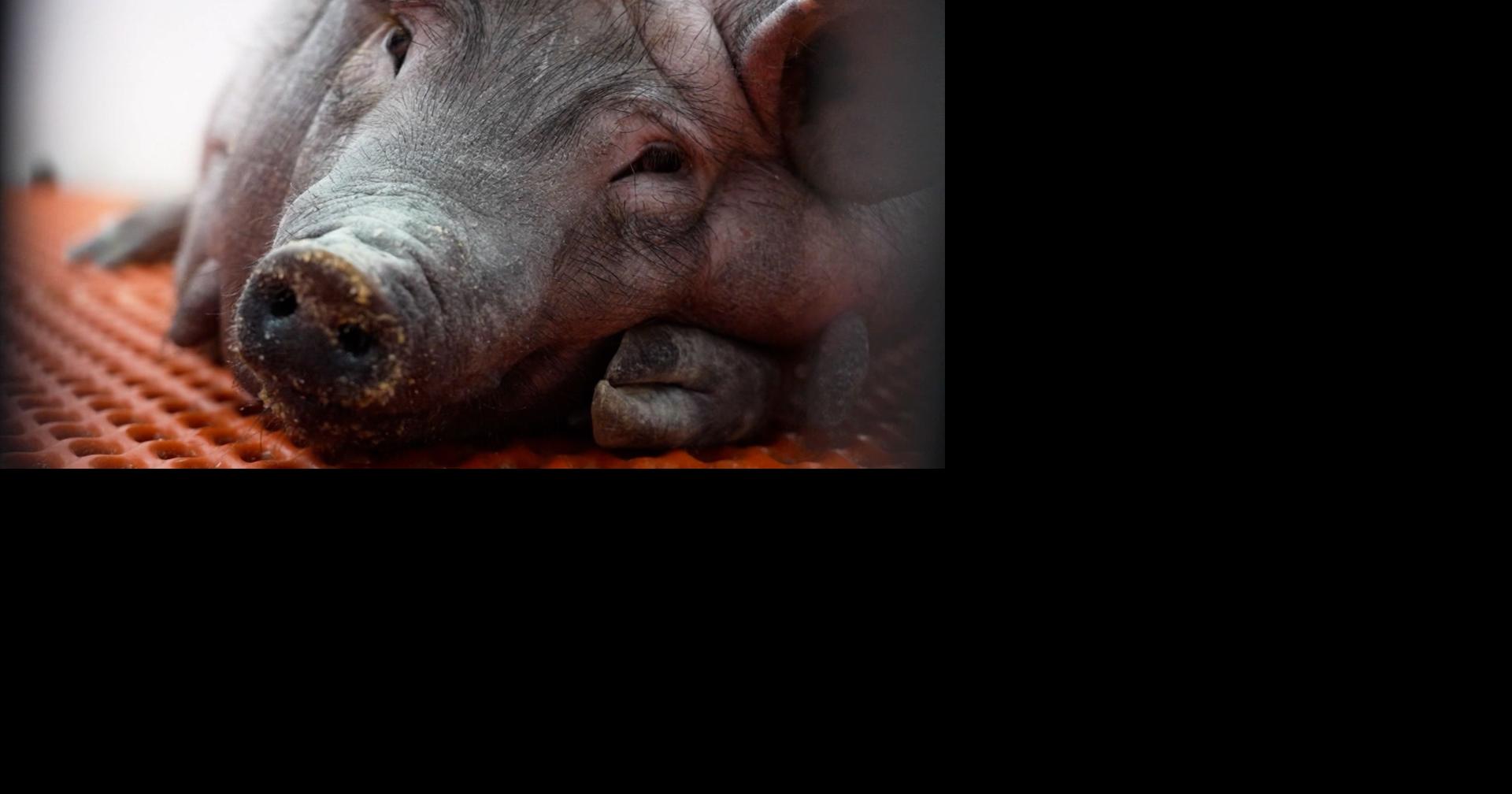 Pig kidney transplants take a step forward with approval of human ...