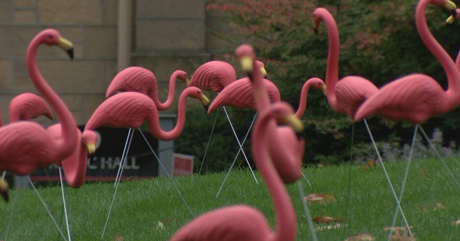 Pink flamingos flock to Bascom Hill for UW-Madison's 'Fill the Hill ...