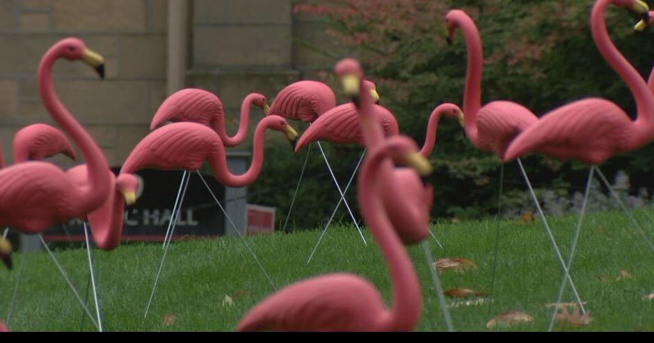 Pink flamingos flock to Bascom Hill for UW-Madison's 'Fill the Hill ...