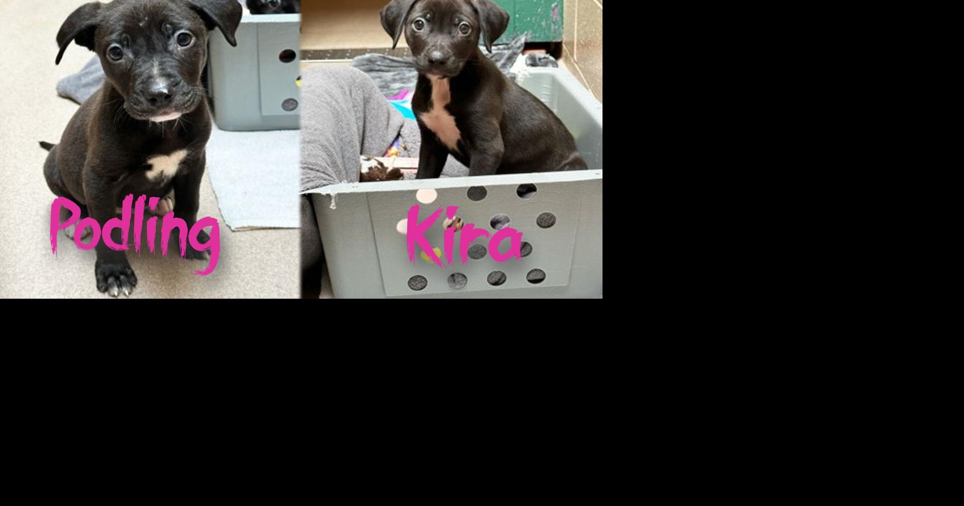 Pet(s) of the Week: Meet Kira and Podling! | News | wkow.com