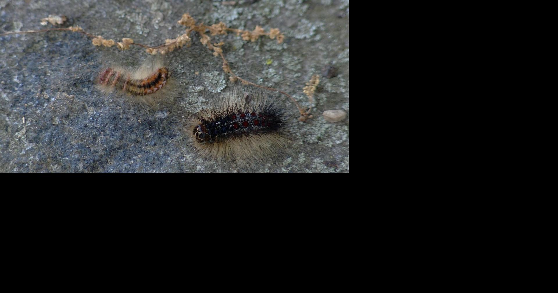 'Every 10 minutes I find more'; Spongy moths taking over Rock Co. homes ...
