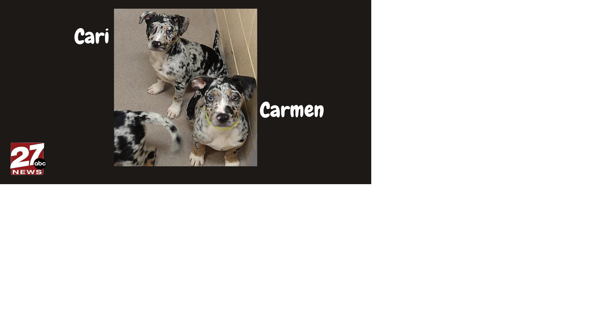 Pet of the Week: Meet Cari and Carmen! | News | wkow.com