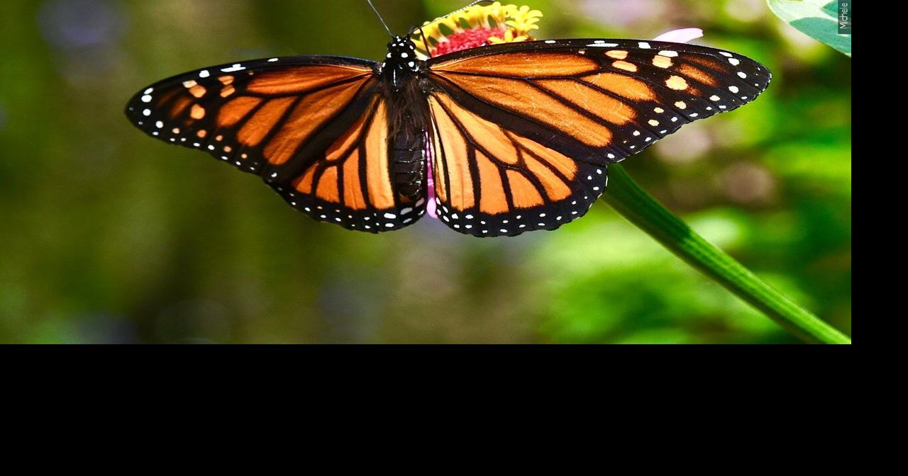 First bilingual conservation awareness day takes flight at Henry Vilas ...