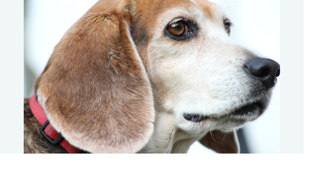 Wisconsin Beagle Freedom Bill aims to save research dogs from ...