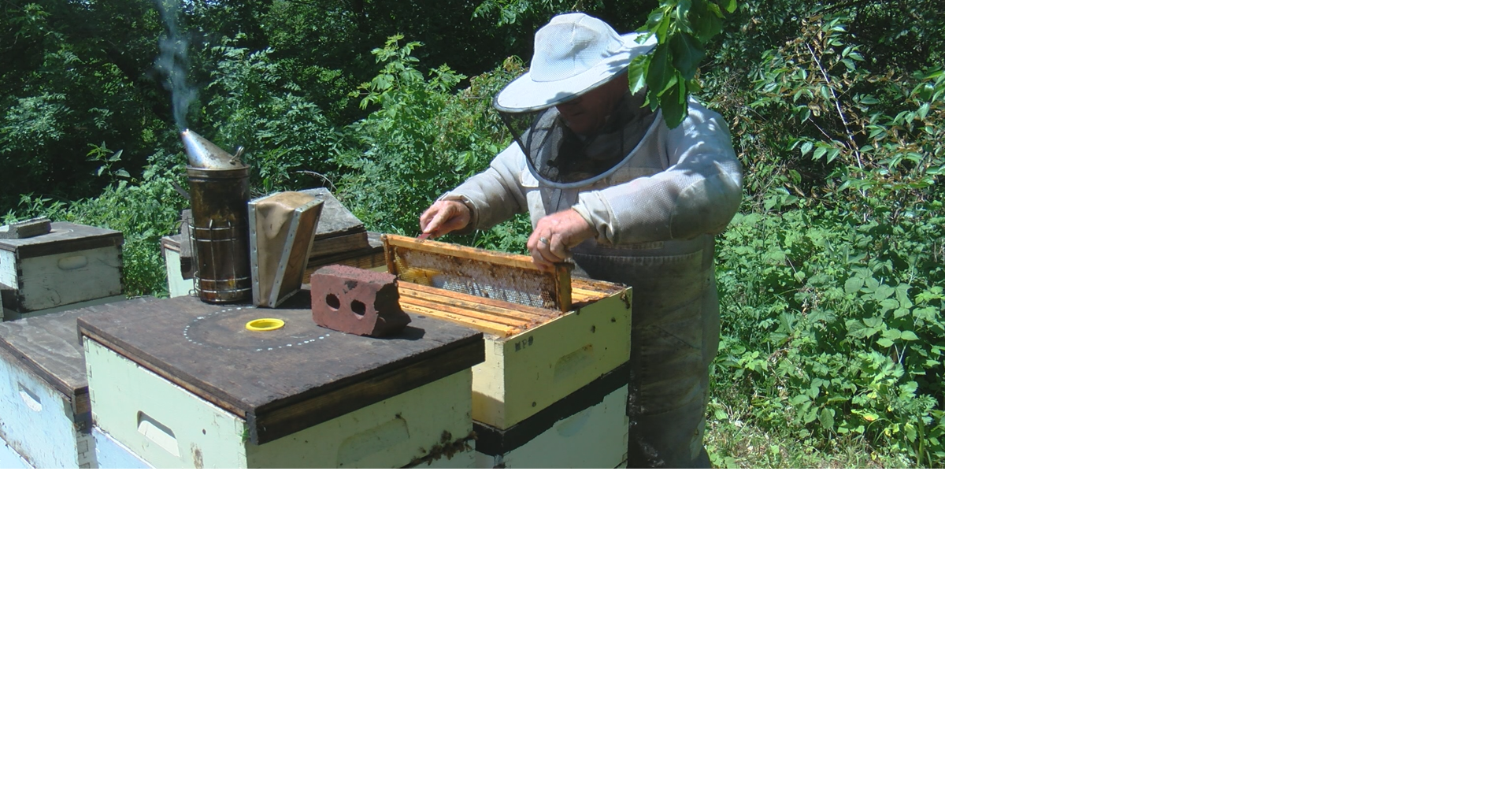 Deadly mite threatens hives as honey demand hits record highs | News ...