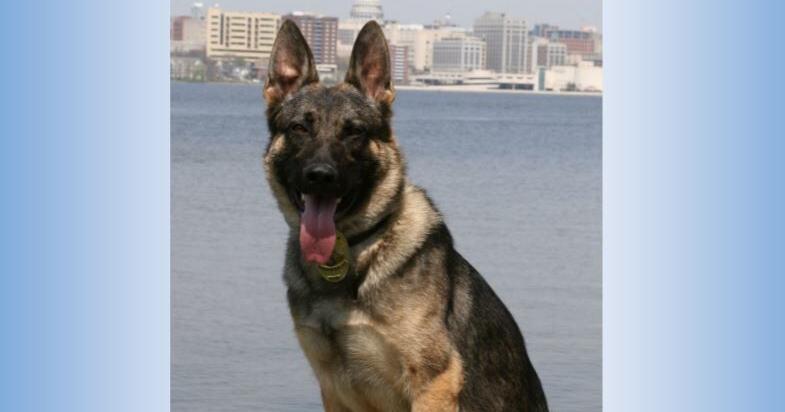 Madison police K-9 Slim to retire after decade of service | Archive ...
