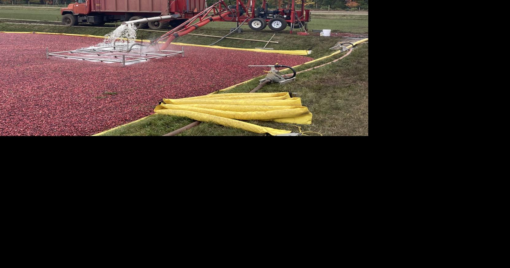DATCP Cranberry Board nominations open April 1 | State news | wkow.com