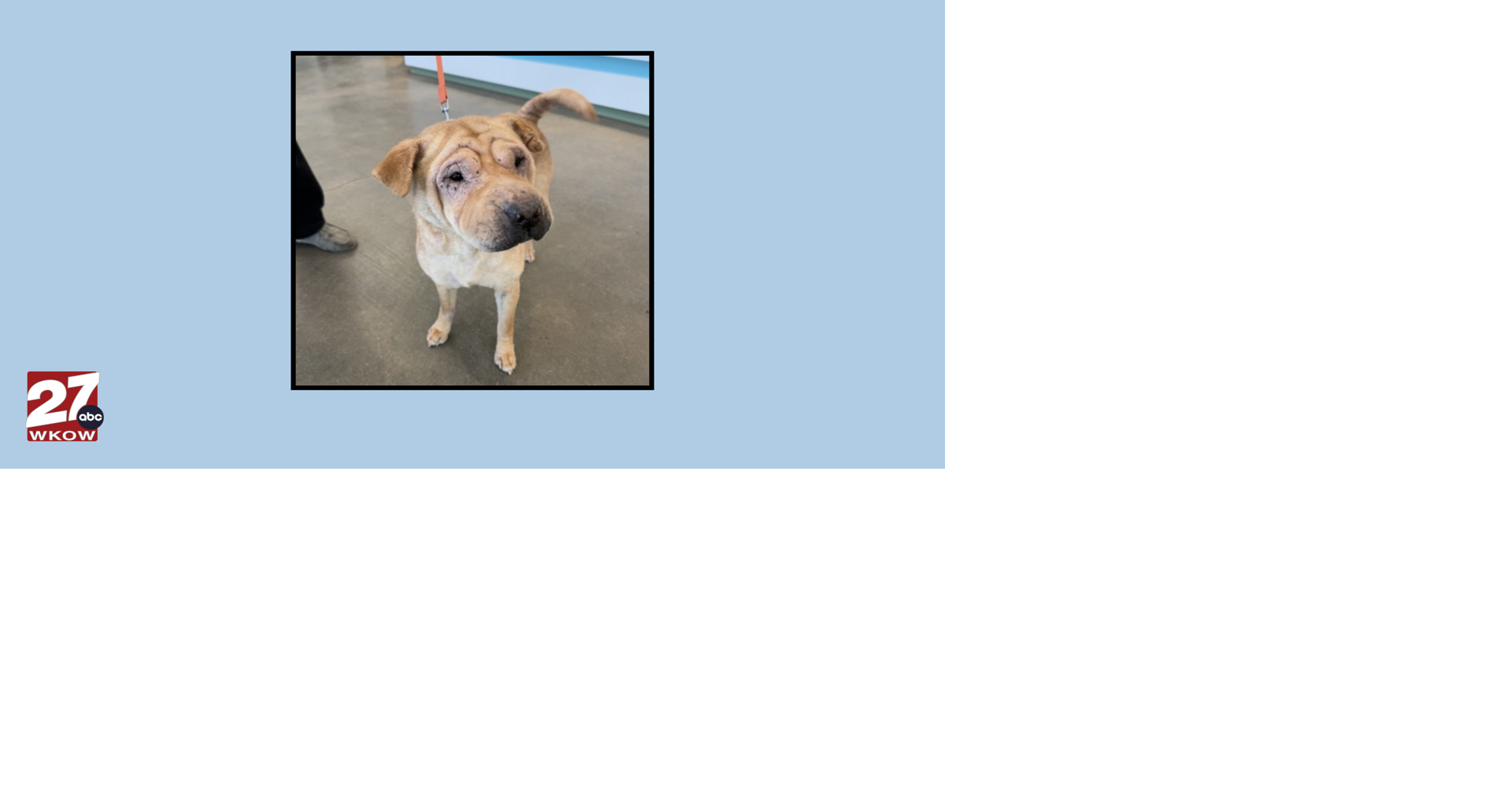 Pet of the Week: Meet Skrunkle! | News | wkow.com