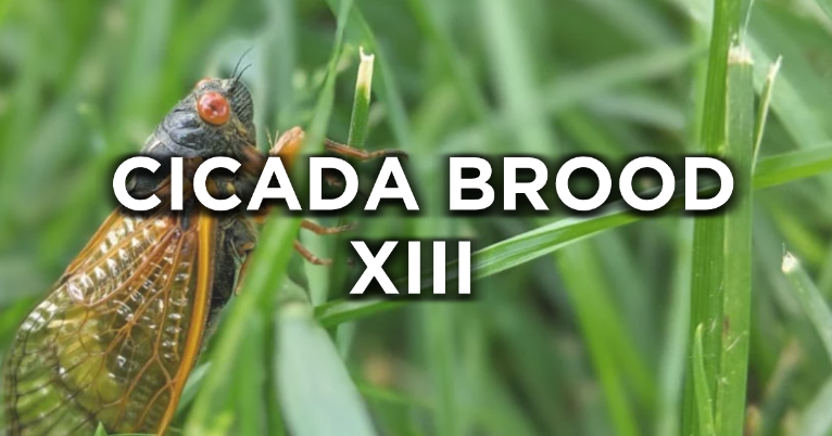 Brood XIII: Wisconsin's periodical cicada's emerge in May | Environment ...