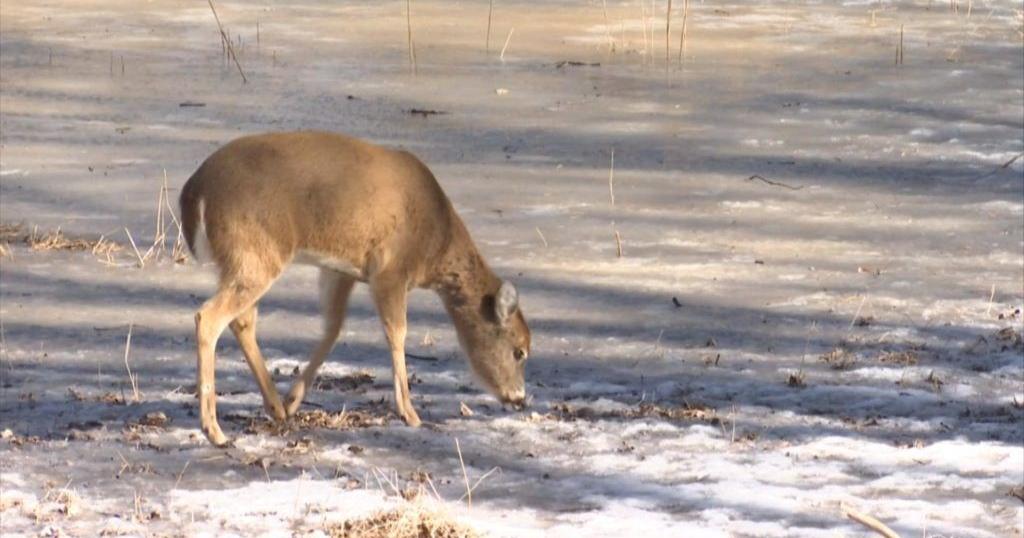 More than 2,000 deer tested positive for CWD during 2025 Wisconsin ...