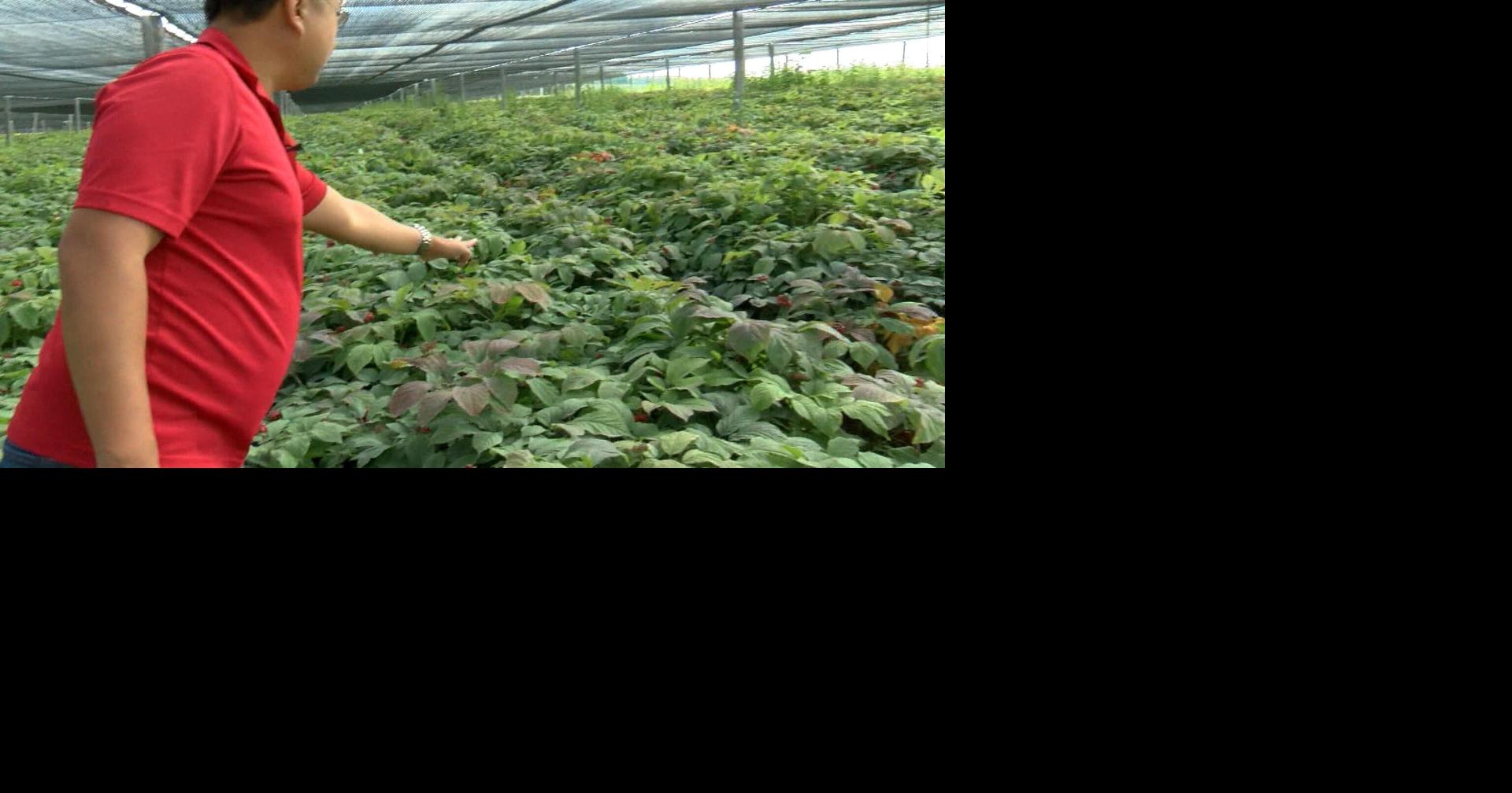 Ginseng less affected by drier summer than other crops | News | wkow.com