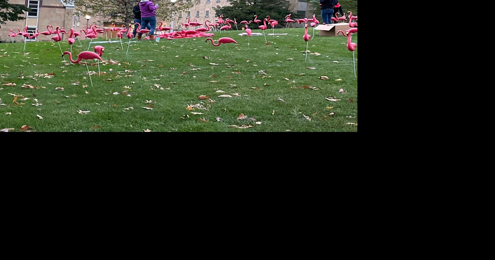Flamingos flock to UW-Madison campus for 'Fill the Hill' fundraiser ...