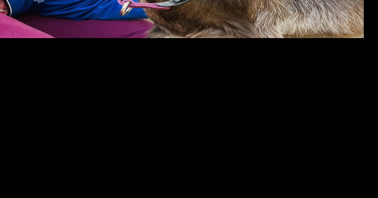 Beloved blind goat from Edgerton passes away | News | wkow.com