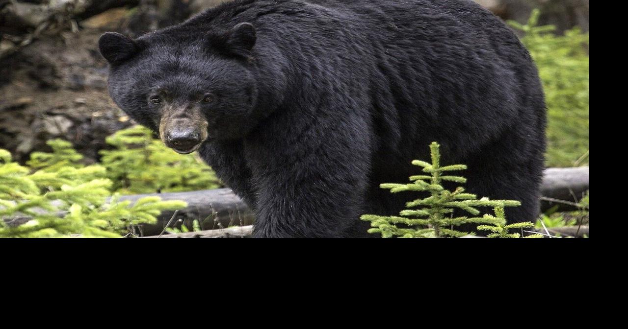 'Be bear aware': DNR gives 'bear precaution' tips for the summer ...
