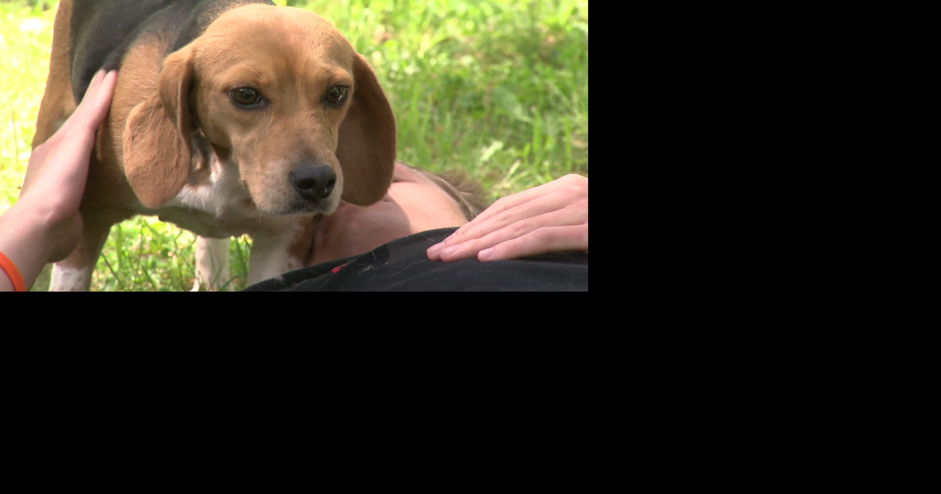 Big Dog Ranch Rescue acquires 135 more beagles from Ridglan Farms ...