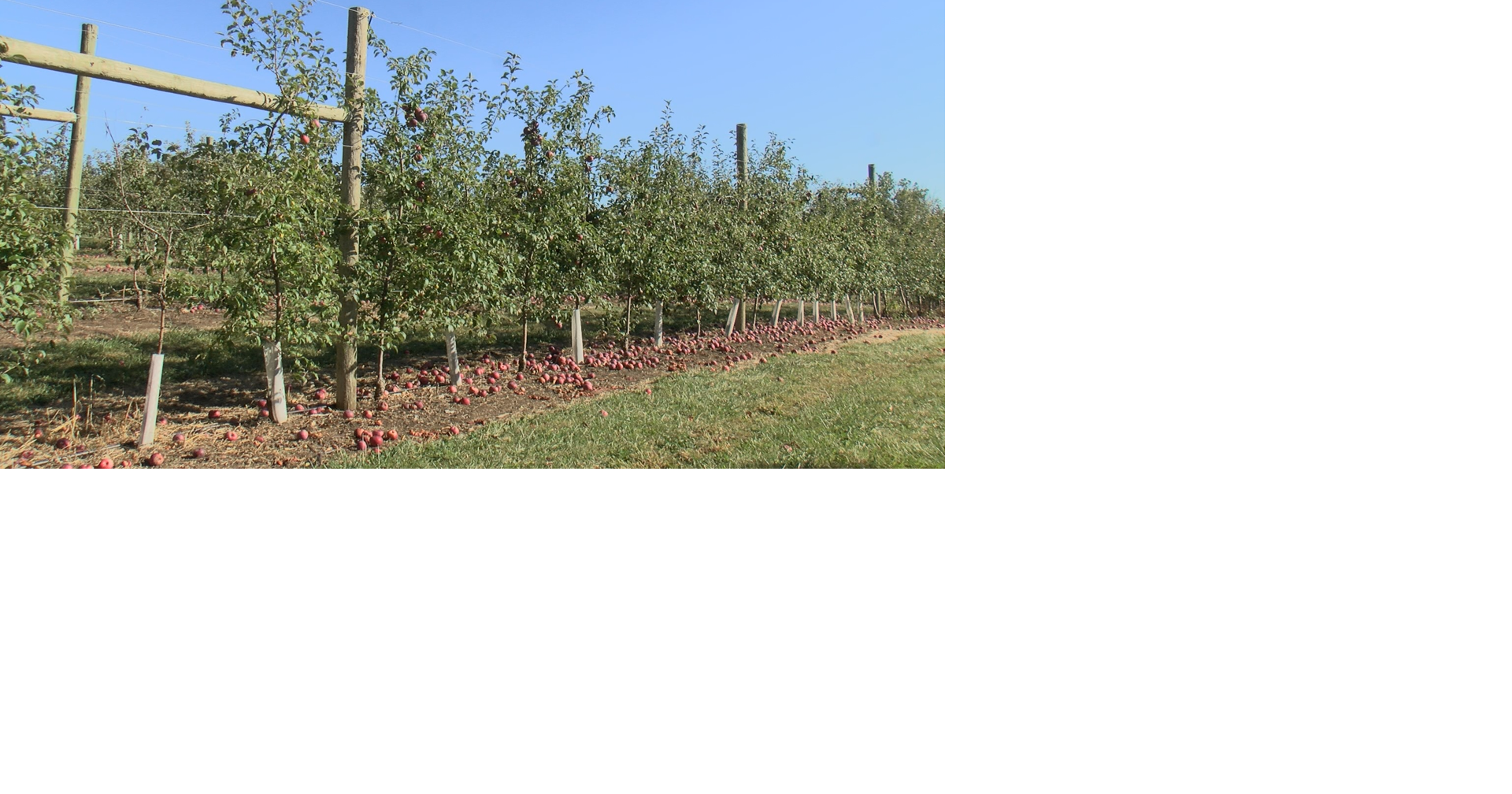 Fall harvest is "abundant" after this summer's weather at Appleberry ...