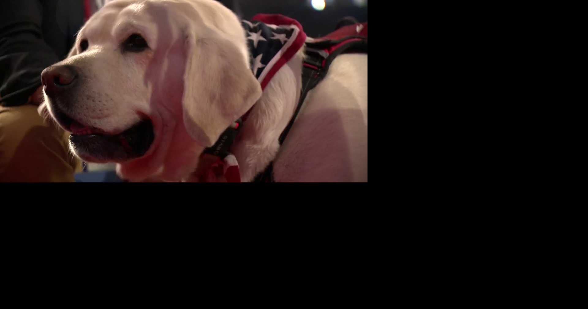 Wisconsin delegate's dog becomes fan favorite at RNC | News | wkow.com