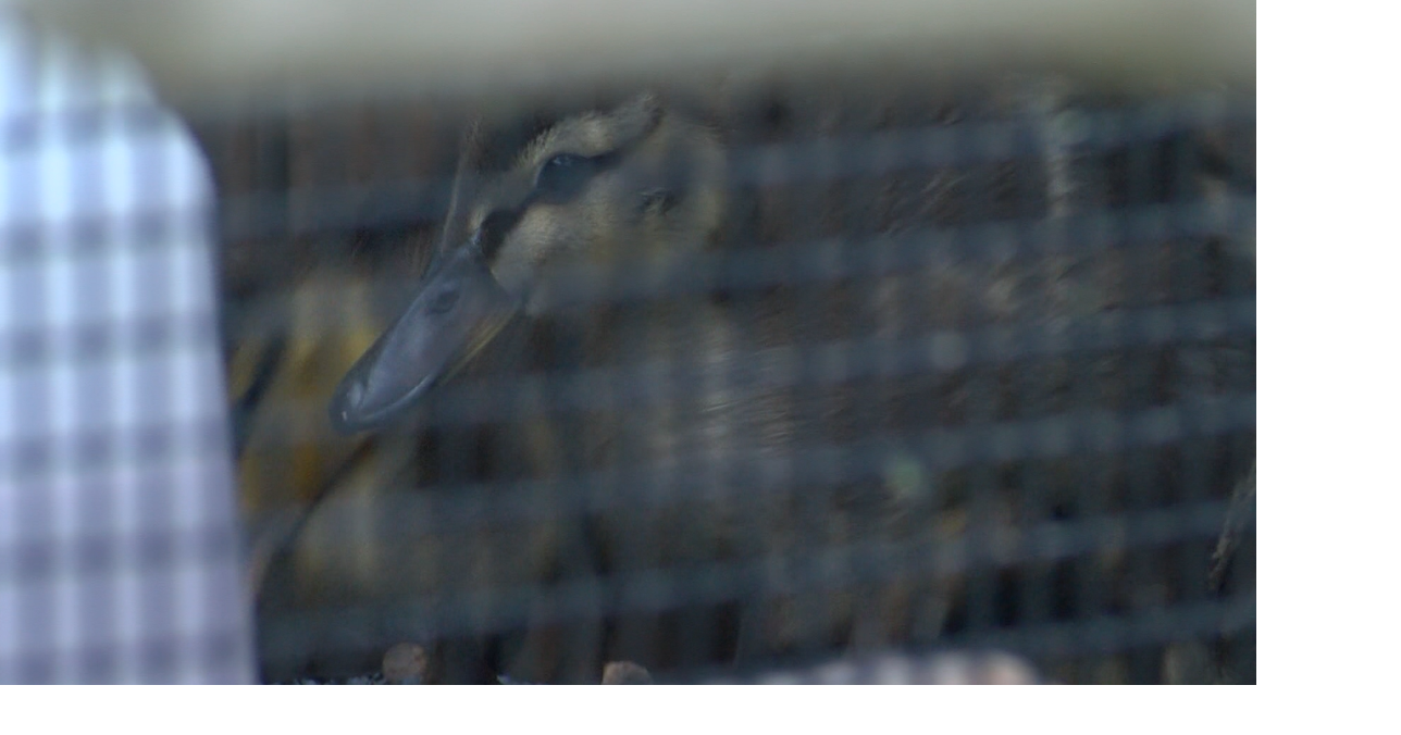 'Keep wildlife wild': DCHS Wildlife Center shares tips for coexisting ...